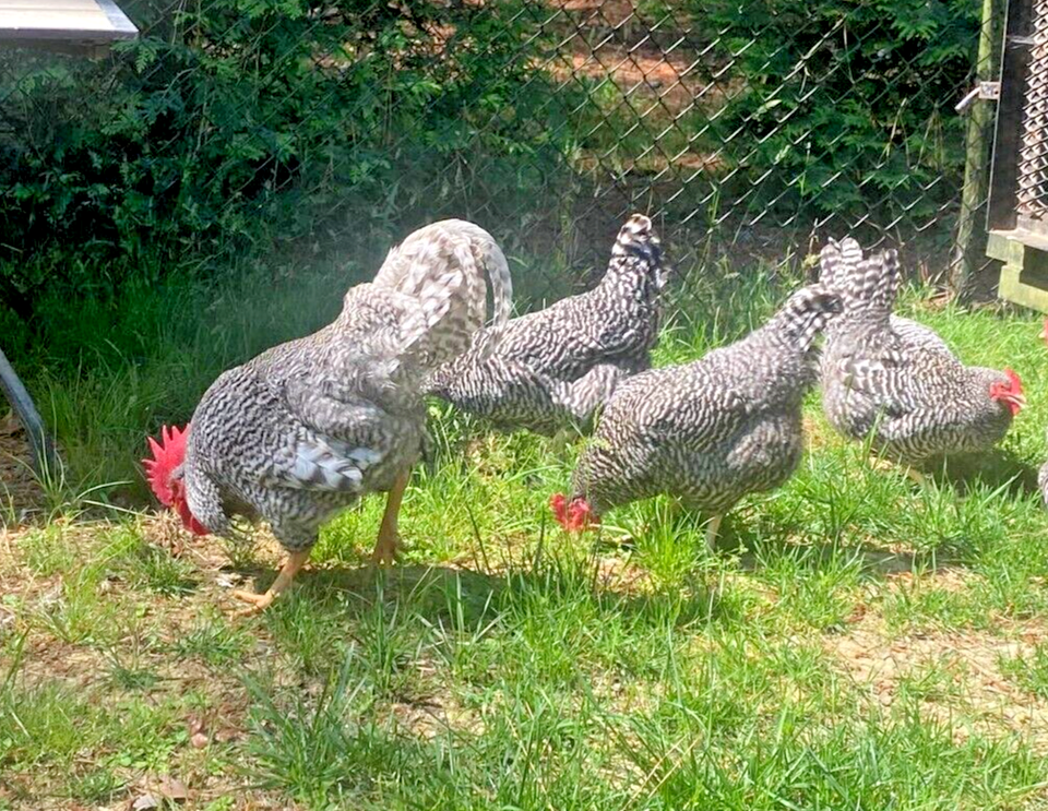 12 + 2 Heritage Barred Plymouth Rock hatching eggs from Cardinal Acres ...