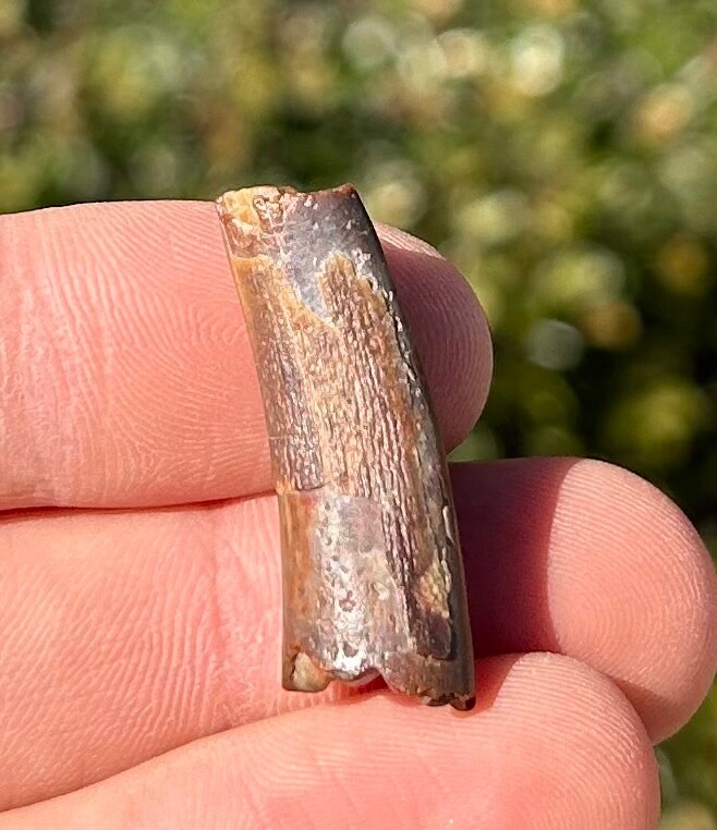 Pterosaur Flying Dinosaur Tooth from Niger Fossil Cretaceous Erlhaz Fm ...