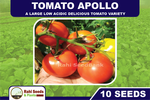 Tomato Apollo - A Large Low Acidic Delicious Tomato Variety - 10 Seeds ...