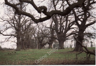 Photo 6x4 Old oak trees Flack's Green c1987 | eBay UK