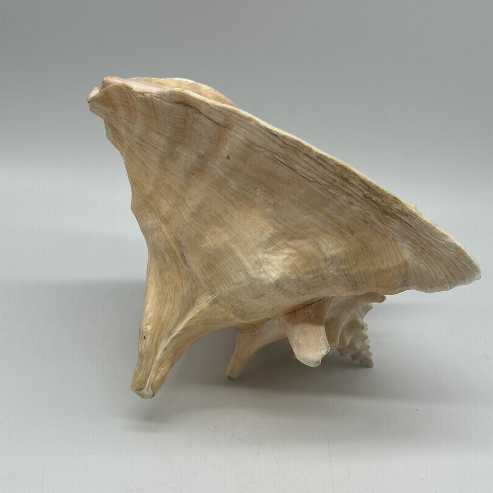 2.1# Conch Seashell (Pink) - Bahamas Pink Conch Shell Ocean Beach ...