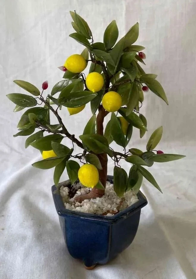 Lemon Bonsai Tree