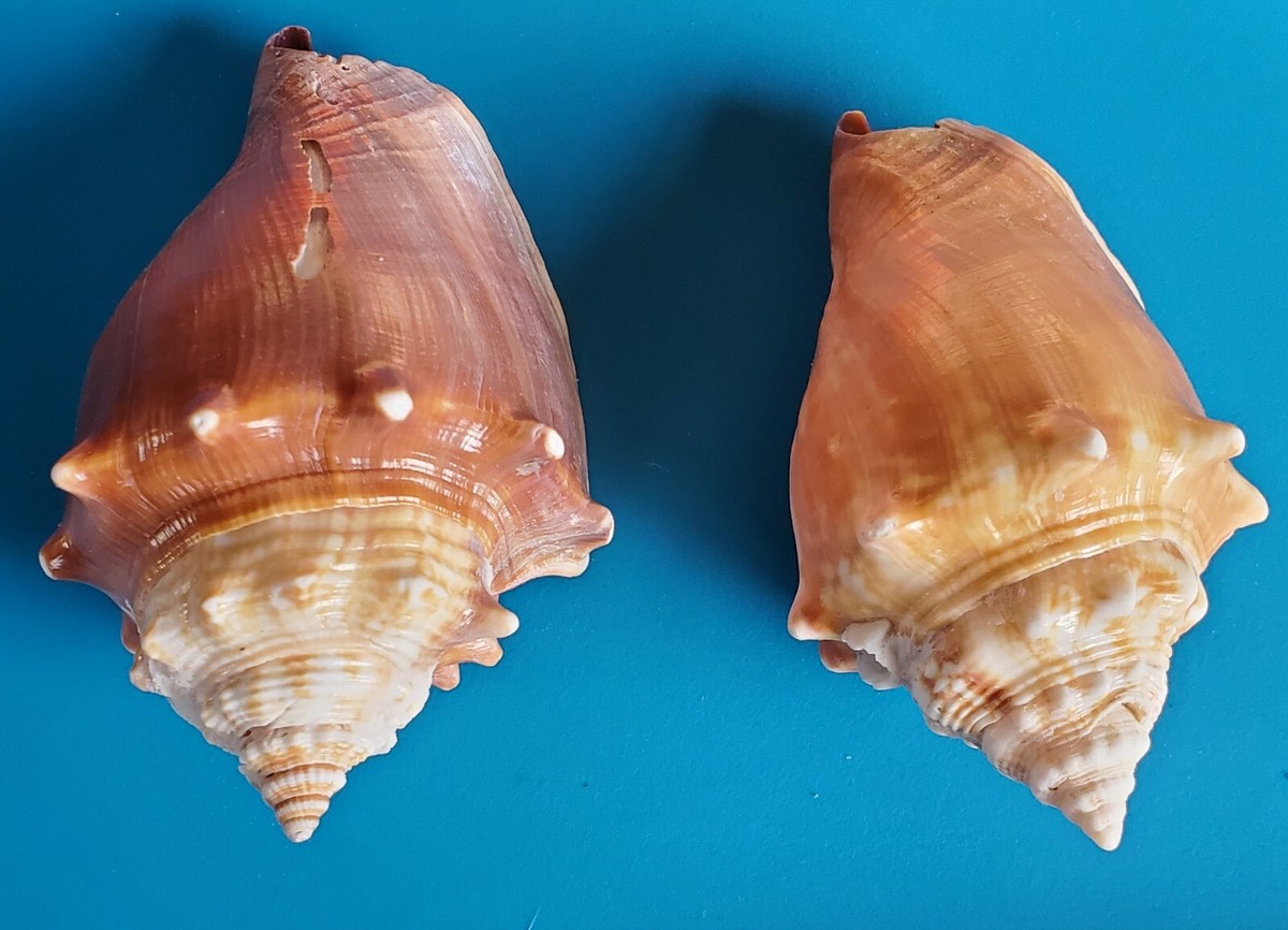 Florida Fighting Conch