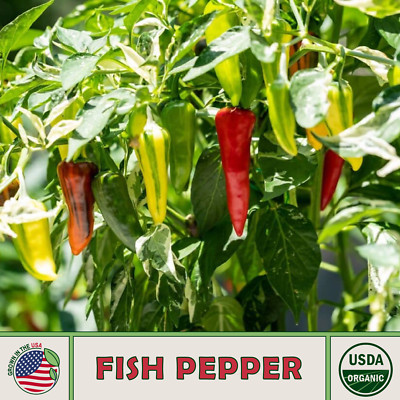 25 Fish Pepper Seeds, Capsicum annuum, Organic, Heirloom, Genuine USA ...