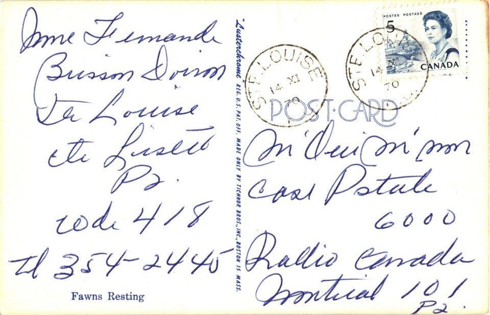 Two Adorable Baby Deer Lying At Sainte-Louise, L'Islet, Quebec, Canada ...