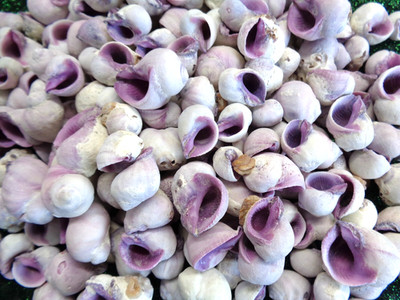 20 x SEA SHELLS EMPEROR PURPLE PERIWINKLE 10 - 20mm SPIRAL SNAIL MAUVE ...