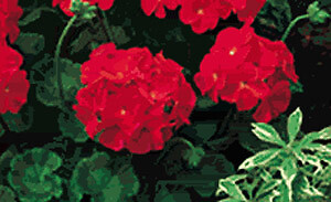 Geranium Pinto Premium Red Deep 100 seeds | eBay