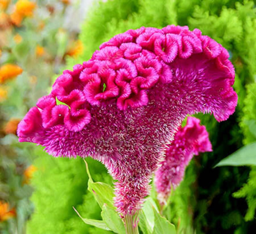 Cockscomb Afghan Brain Celosia 20 SEEDS Magenta/Purple GREAT For Dry ...