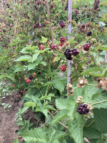 100 Boysenberry Seeds | eBay