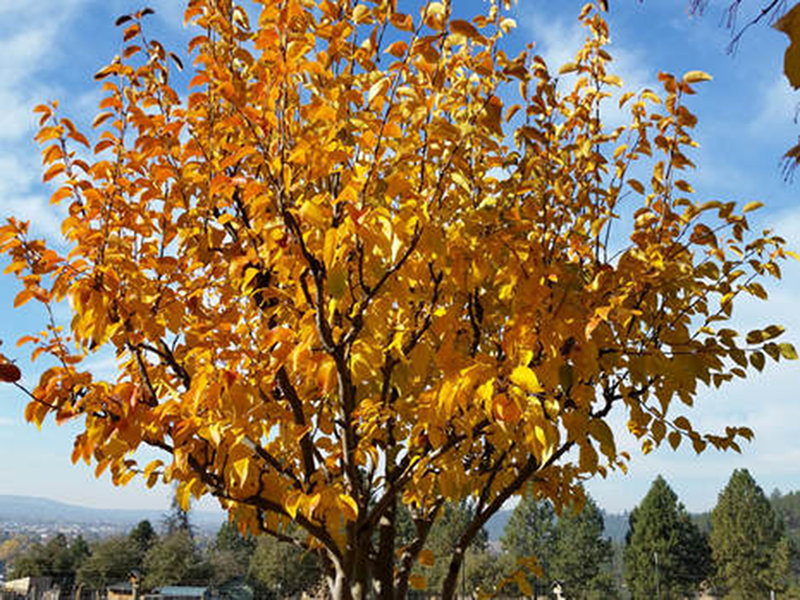 Asian Pear Flowering Tree | Premium Seeds | Pyrus pyrifolia 'Spring ...