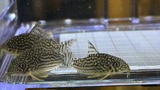 List of Rare Corydoras Catfish from Colombia