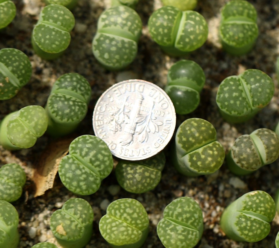 Plant - one -Lithops Julii Fulleri 'Fullergreen' C56A | eBay