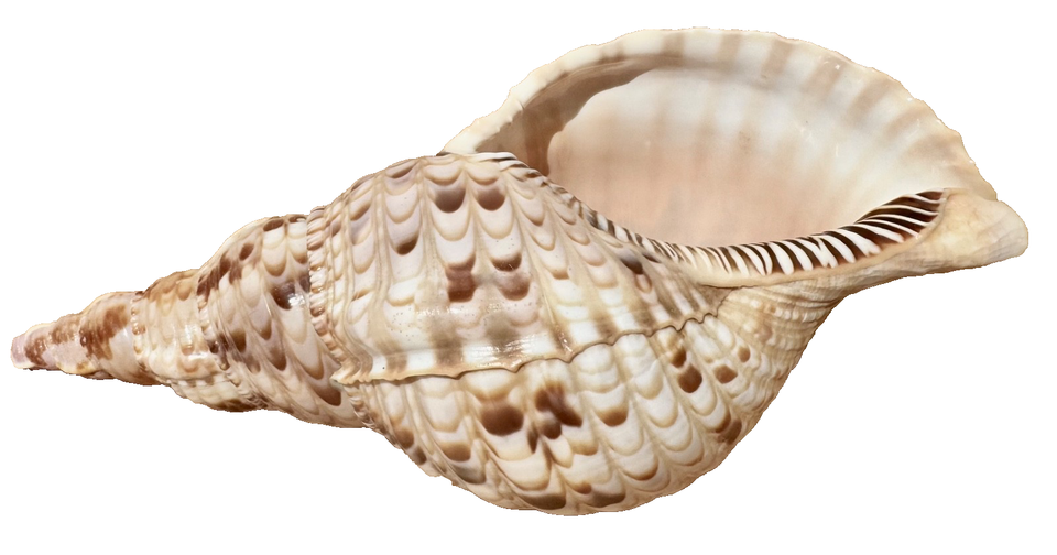 Large Natural Trumpet Triton Conch Sea Shell Charonia Tritonis Rare 10 ...
