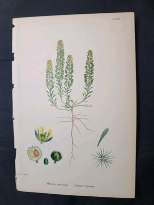 Antique Sowerby's English Hand Colored Bookplate Late 19th Cent. | eBay