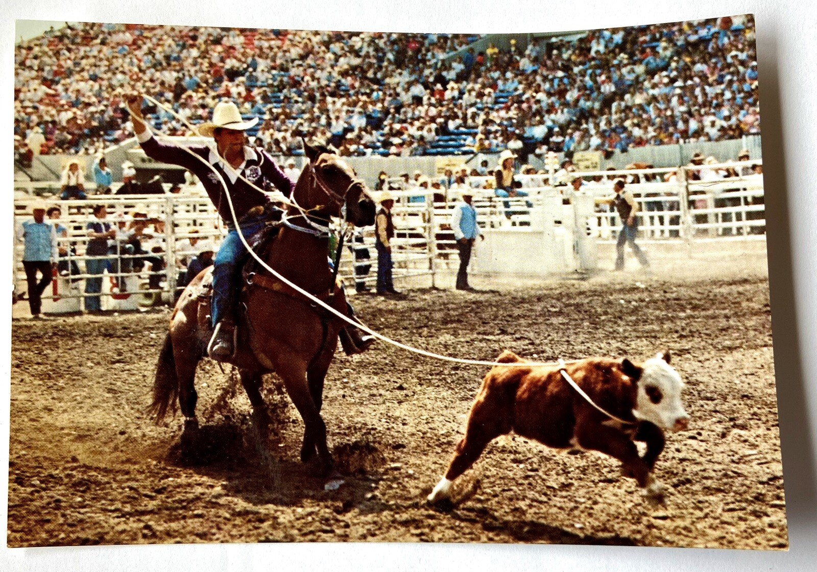 VTG 1975 Calgary Stampede Rodeo Calf Roping Event Postcard Cowboy Roper ...