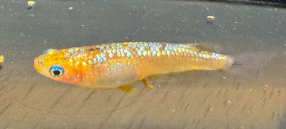 Miyazakura Medaka Rice Fish Eggs 20+ [Read Description] | eBay