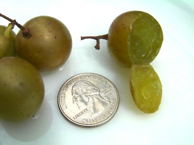 15 seeds organic Carlos Muscadine grape, large bronze, eat, great taste ...