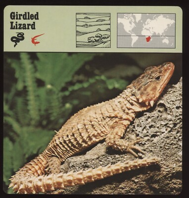 Girdled Lizard Safari Cards Rencontre Reptiles | eBay