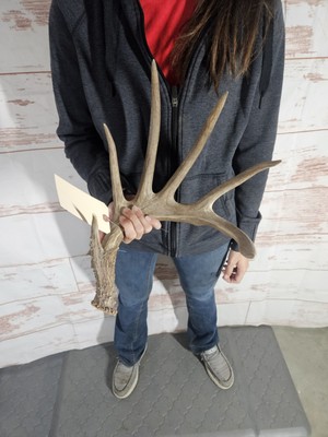 Texas Whitetail Deer Antler Shed Horn Rack Decor 7 Point 73" Man Cave ...