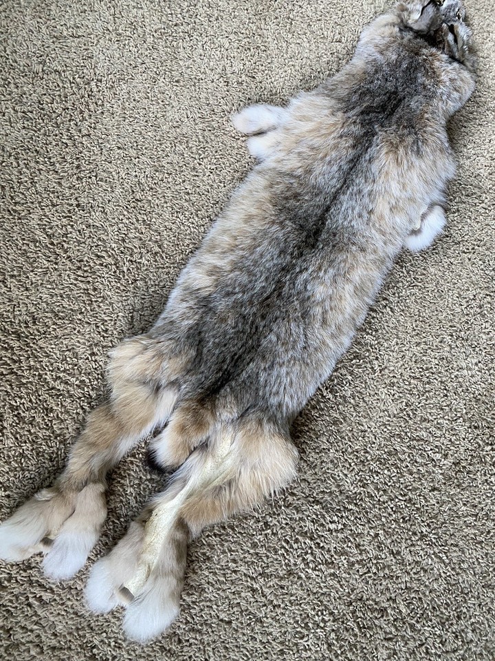 Wild Lynx Hide Pelt Fur Tanned Ultra Plush Real Log Cabin Decor Art ...