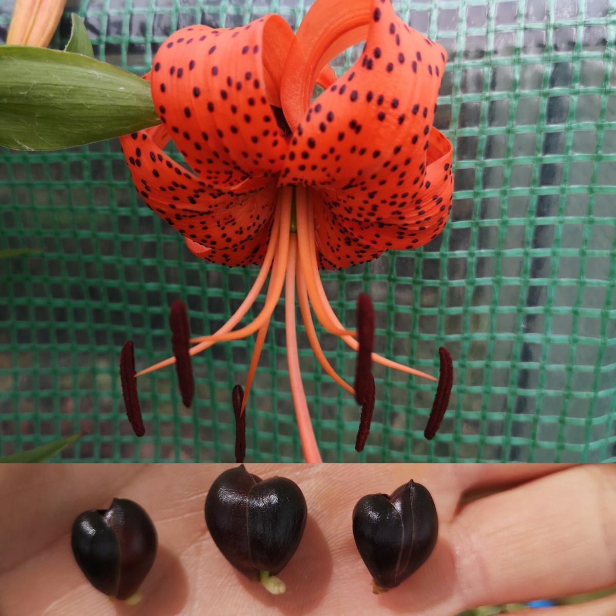 Black Tiger Lily Types Of Lilies: 18 Stunning Lily Species For Your