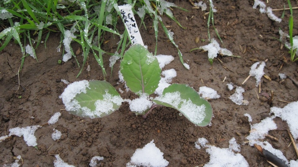 Cauliflower Seeds - Early Snowball Y | eBay