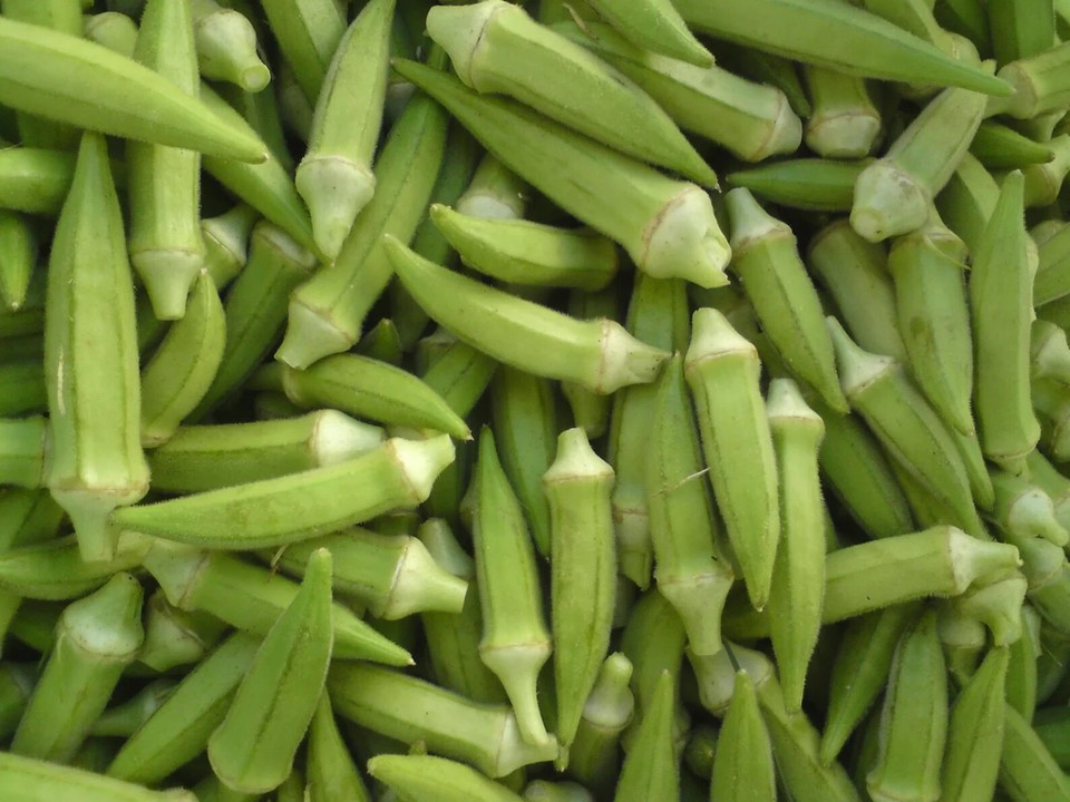 BIO 100 graines de GOMBO VERT, OKRA fraichement récolté au congo RDC ...