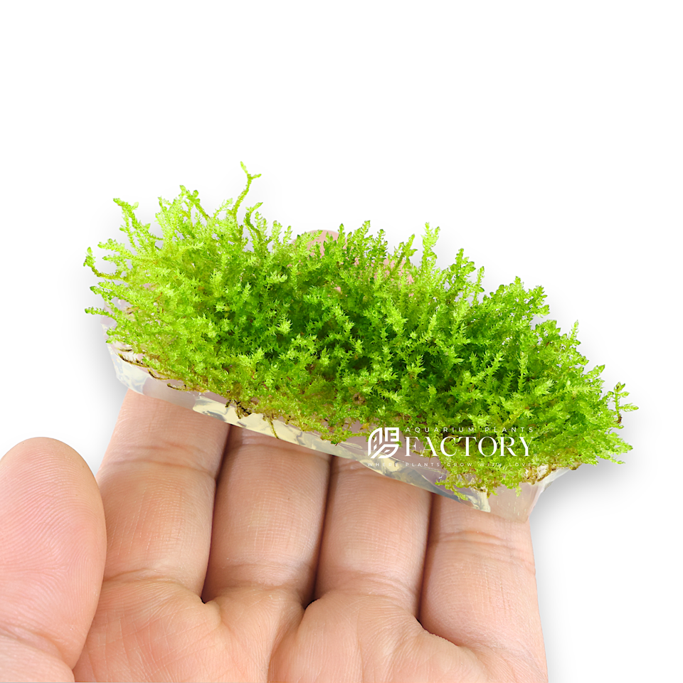 Mini Christmas Moss Vitro Culture | eBay