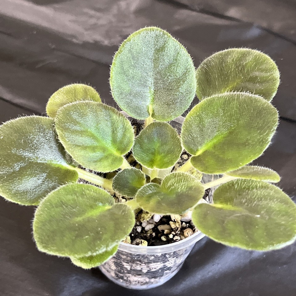 African Violet Starter Plant Bloomlovers Explosion | eBay