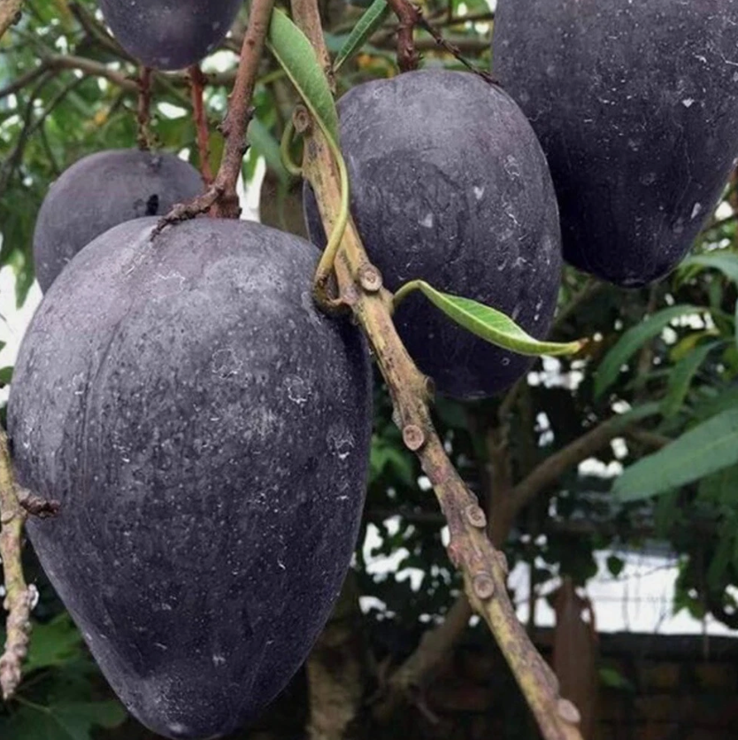 Black Mango Grafted Plant 3+ Seeds Fruit Tree Unique Rare Tropical ...