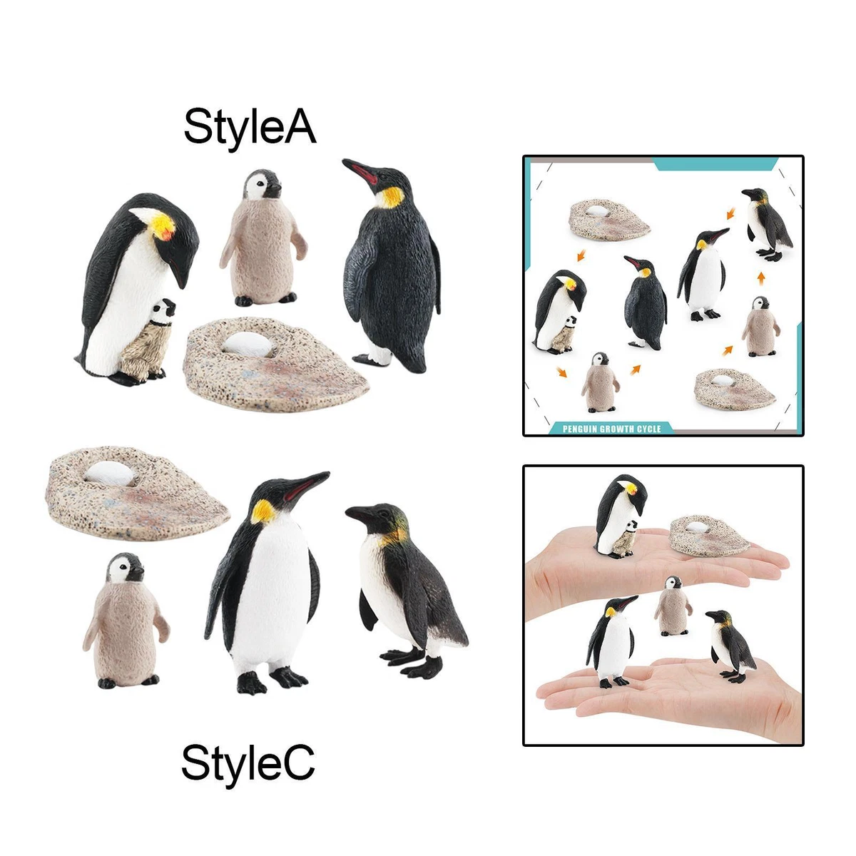 Life Cycle Of A Penguin