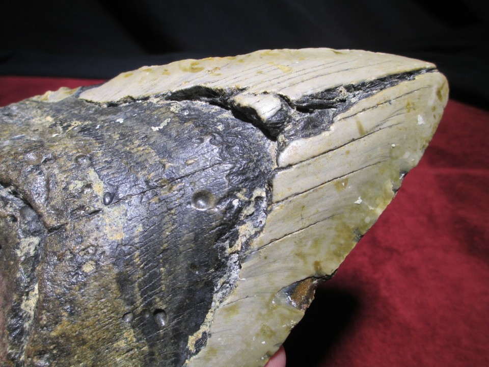 6 1/2 Inch MEGALODON SHARK Tooth Fossil - NC - DEEP SEA OCEAN WATER ...