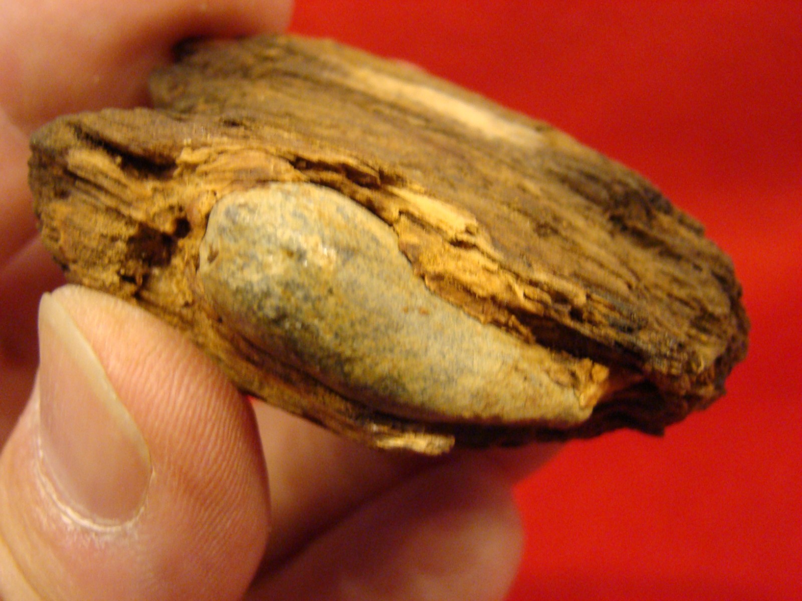 DUG CS ENFIELD PATTERN BULLET EMBEDDED IN A KNOT OF WOOD ...