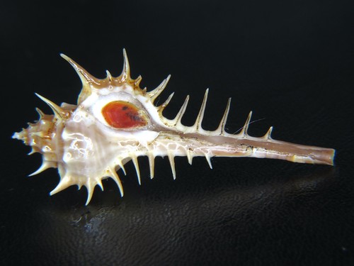 MUREX SPINASTREPTUS: BEST PRICE ON EBAY W/OPERCULUM @ 44.39MM (DESC IN ...