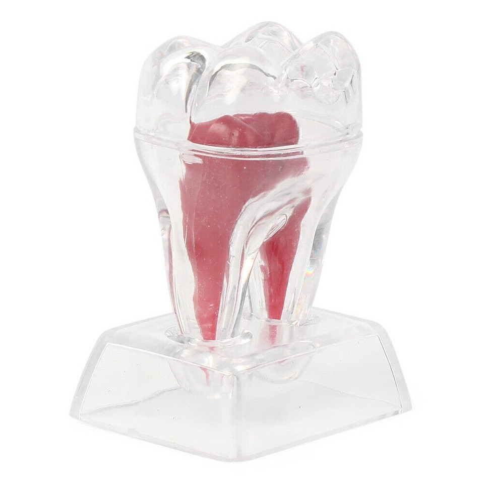 Dental Crystal Base Hard Plastic Teeth Tooth Molar Model Teaching Tool ...