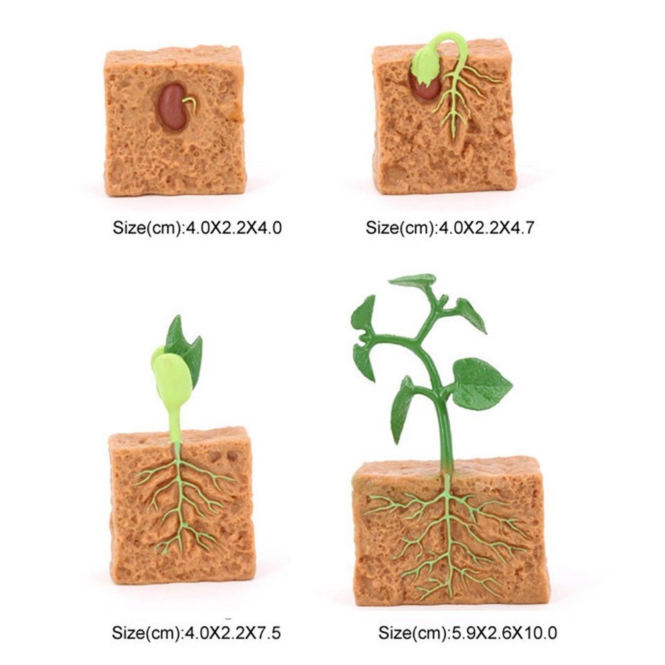 Life Cycle of Green Plant Development Toy Life Cycle Plant Figures for ...