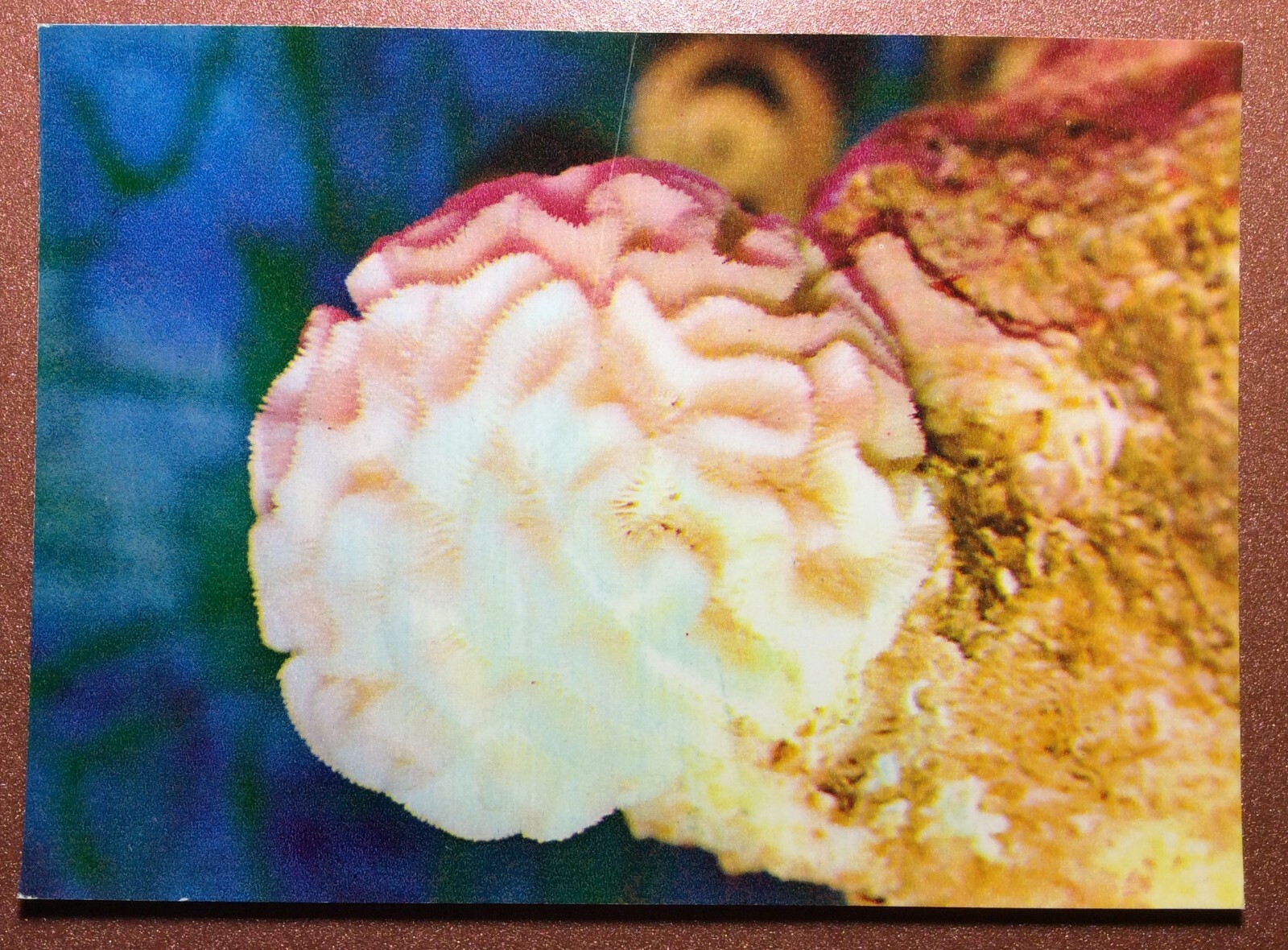 Maze Coral DIPLORIA Sp. - coral reef OCEAN Shell. Russian postcard USSR ...