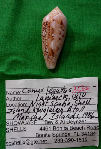 Conus legatus #M0294 Marshall Is. 41mm | eBay