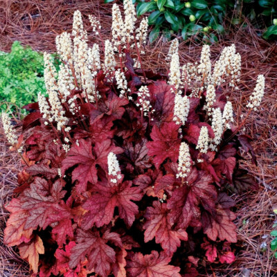 HEUCHERELLA 'RED ROVER' CORAL BELLS LIVE PERENNIAL PLANT BARE ROOT | eBay