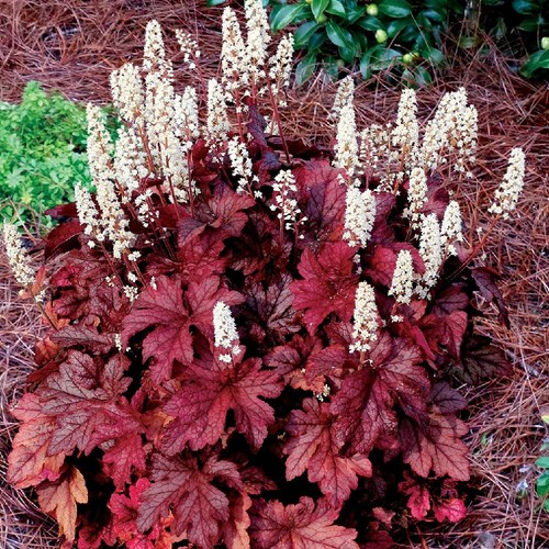 HEUCHERELLA 'RED ROVER' CORAL BELLS LIVE PERENNIAL PLANT BARE ROOT | eBay