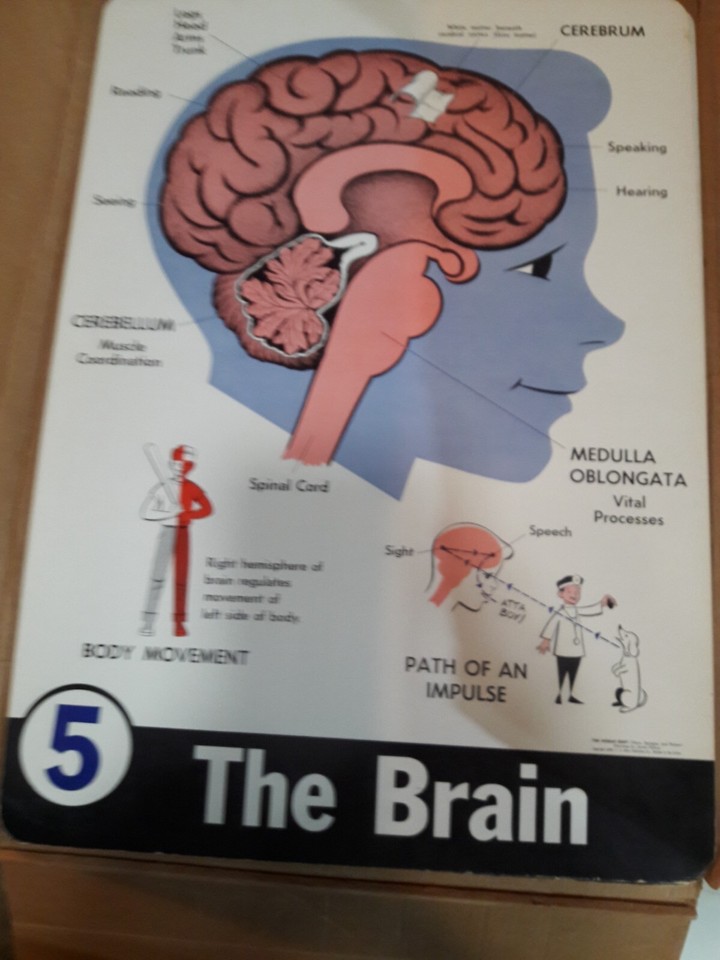 EDUCATIONAL POSTERS FROM 1958, THE BODY, 9 POSTERS 28.5 X 20.5 INCHES ...