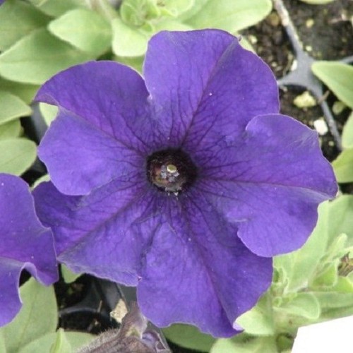 BIN#1R7D3 Petunia Seeds Supercascade Blue Pelleted Seeds 50, 200 Or 500 ...