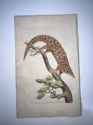 1783 RARE SHAW & NODDER Hand Colored Copper Engraving Five Toed Manis ...