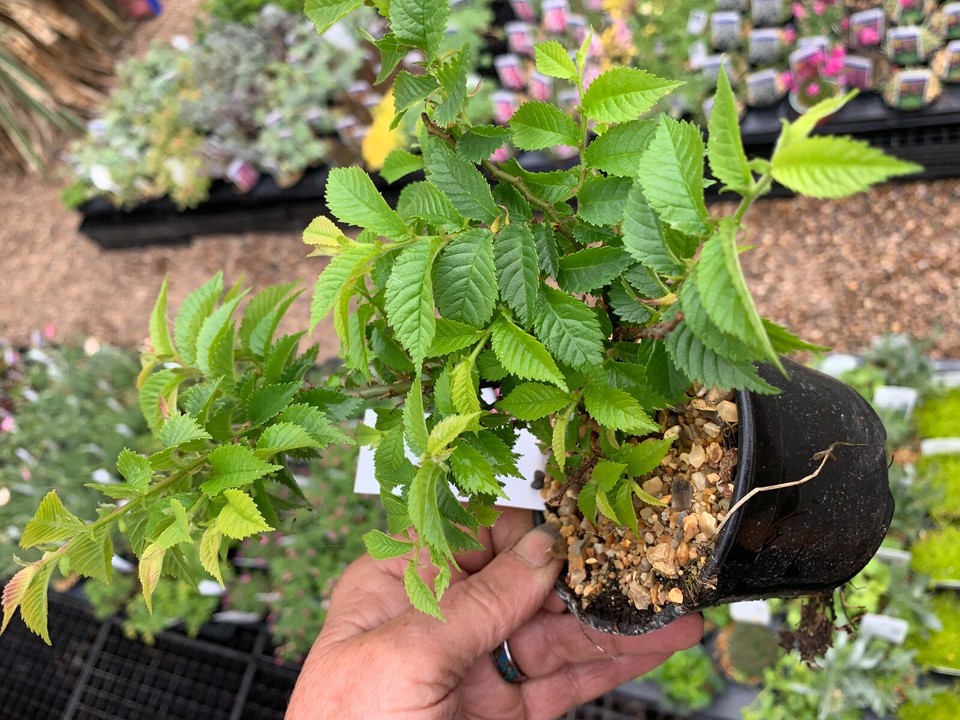 Ulmus 'Jacqueline Hillier' dwarf Elm Tree, Bonsai Starter in 9cm pot ...