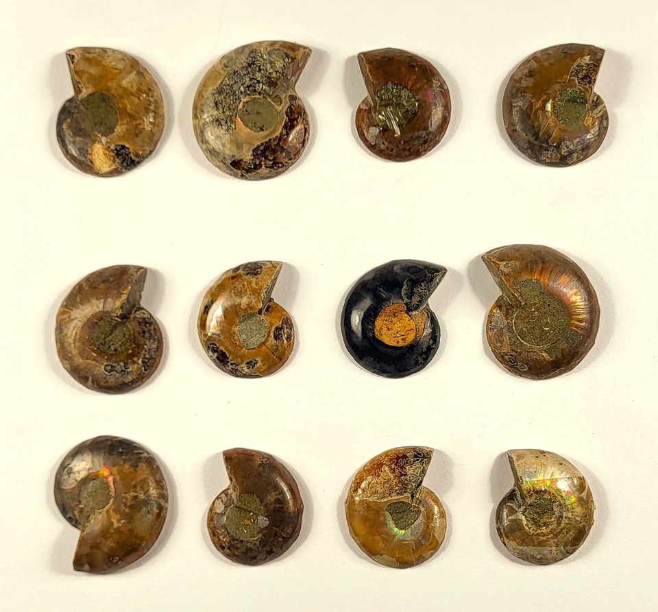 32mm Half Ammonite Spiral Fossil Shell Natural Fossilized Ammolite ...