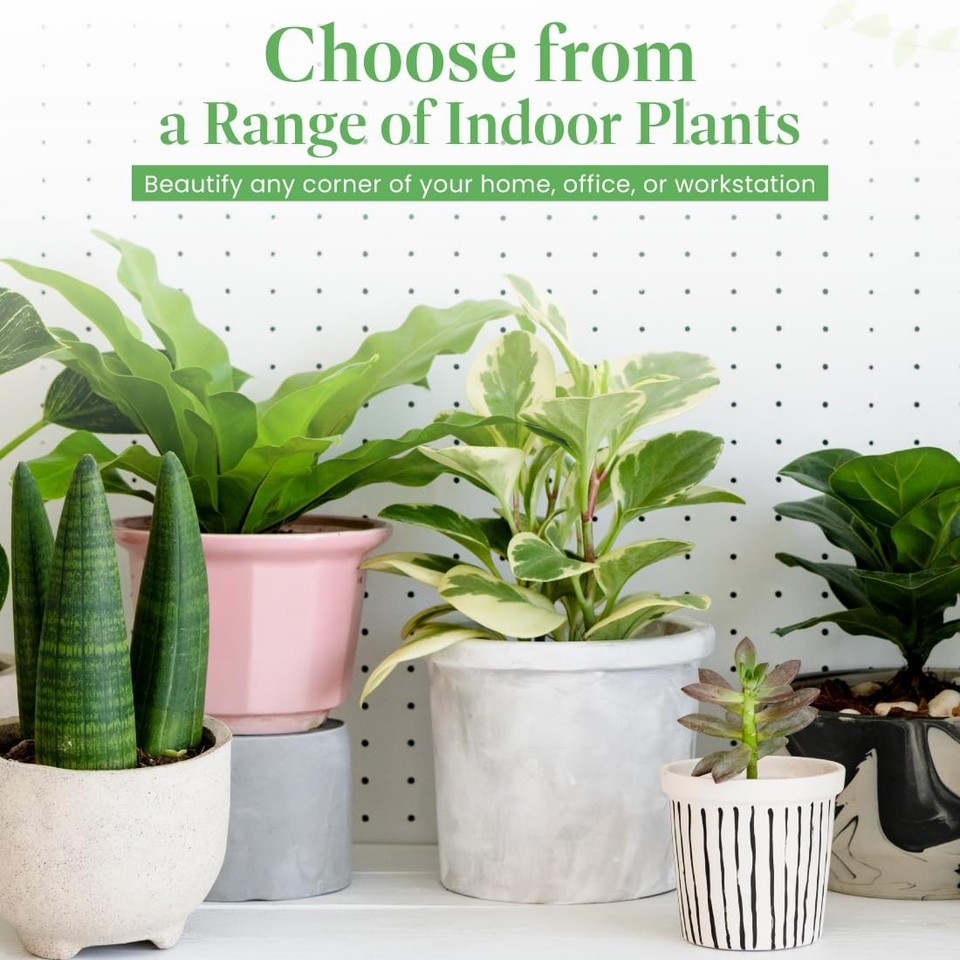 Monstera Adansonii 6 Inch Live Swiss Cheese Vine Plant Easy Care ...