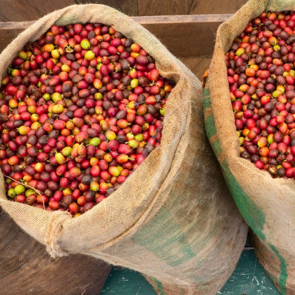 100% Costa Rican Geisha Coffee • Roasted to Order or Green • 2 lbs in 1 ...