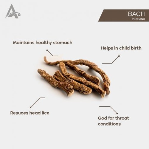 GUDBACH JADD – VACHA – VEKHAND – SWEET FLAG ROOT – BACH – VACH – ACORUS ...