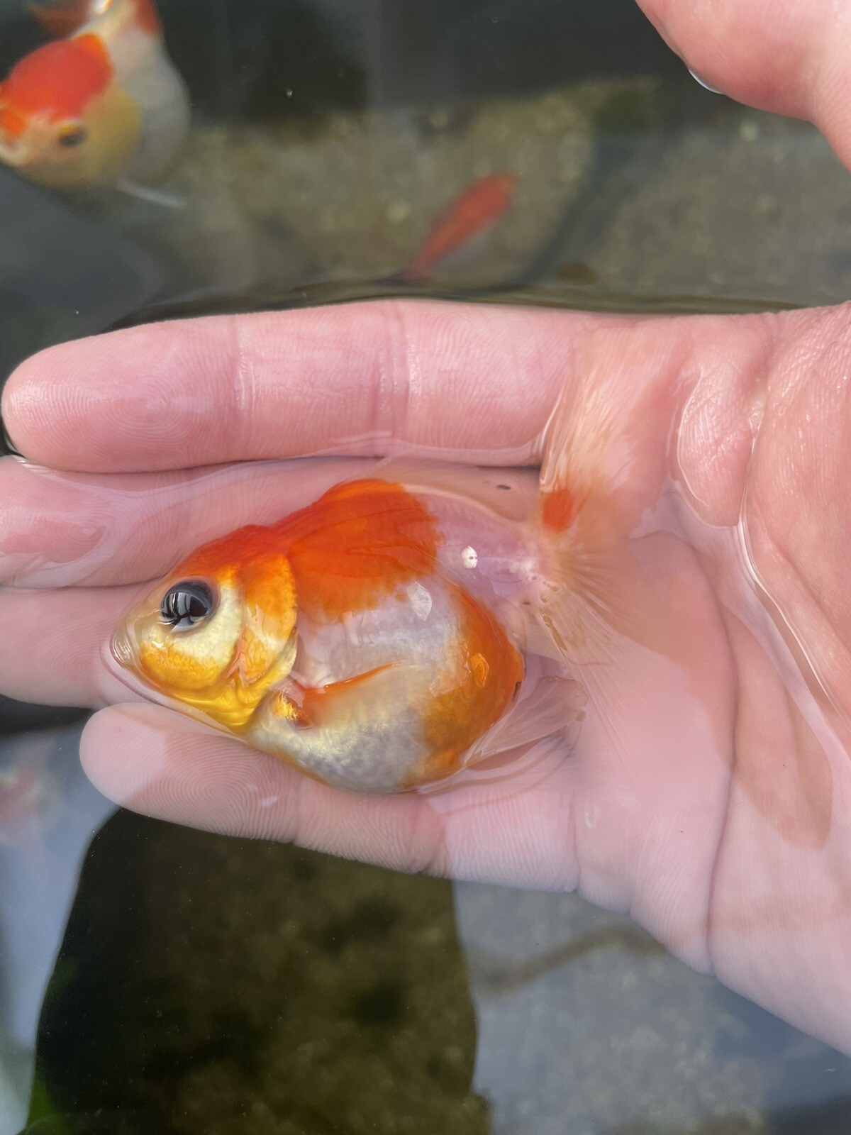 Pack of 2 Baby thai Oranda - Live Aquarium Goldfish 3 Inches | eBay