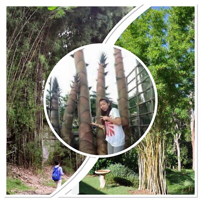 Giant Thai Bamboo fresh seeds! fast growing Umbrella Bamboo upto 30ft ...